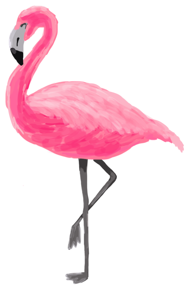 HOME - Flamingo Math with Jean Adams